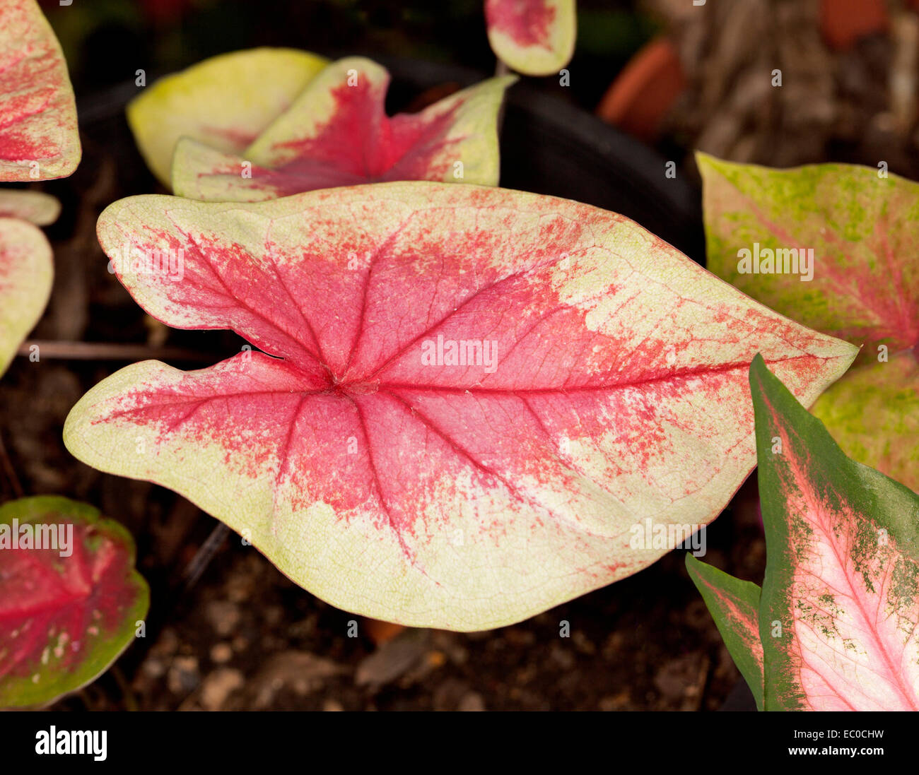 Unusual coloured caladium leaf, vivid red splash of red in centre ...