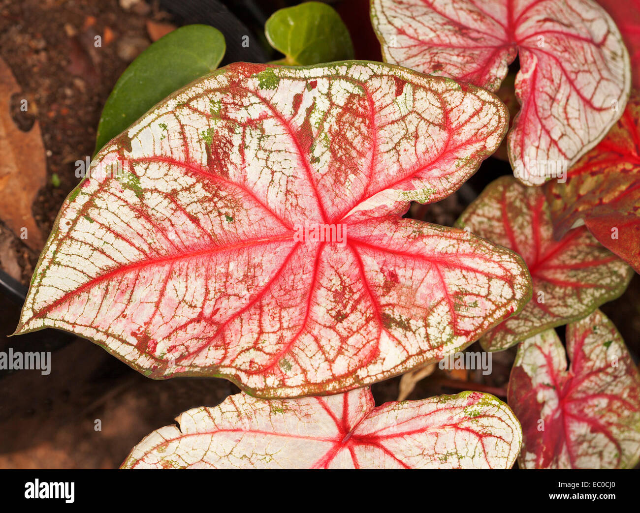 Cluster of large heart-shaped caladium leaves with vivid red veins on ...