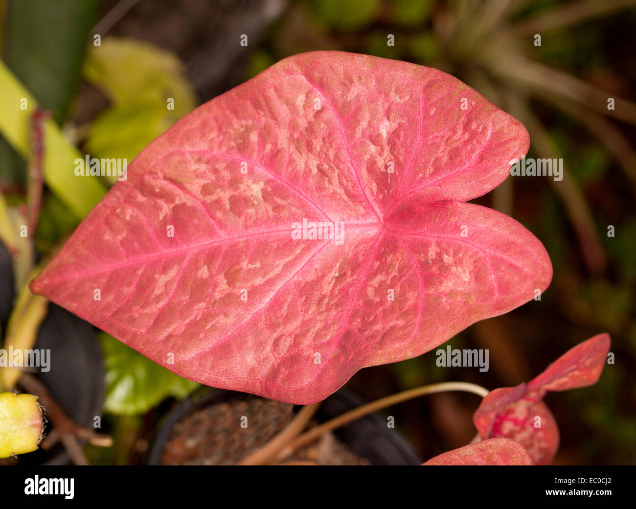Large heart shaped brilliant red leaf of Caladium against dark ...
