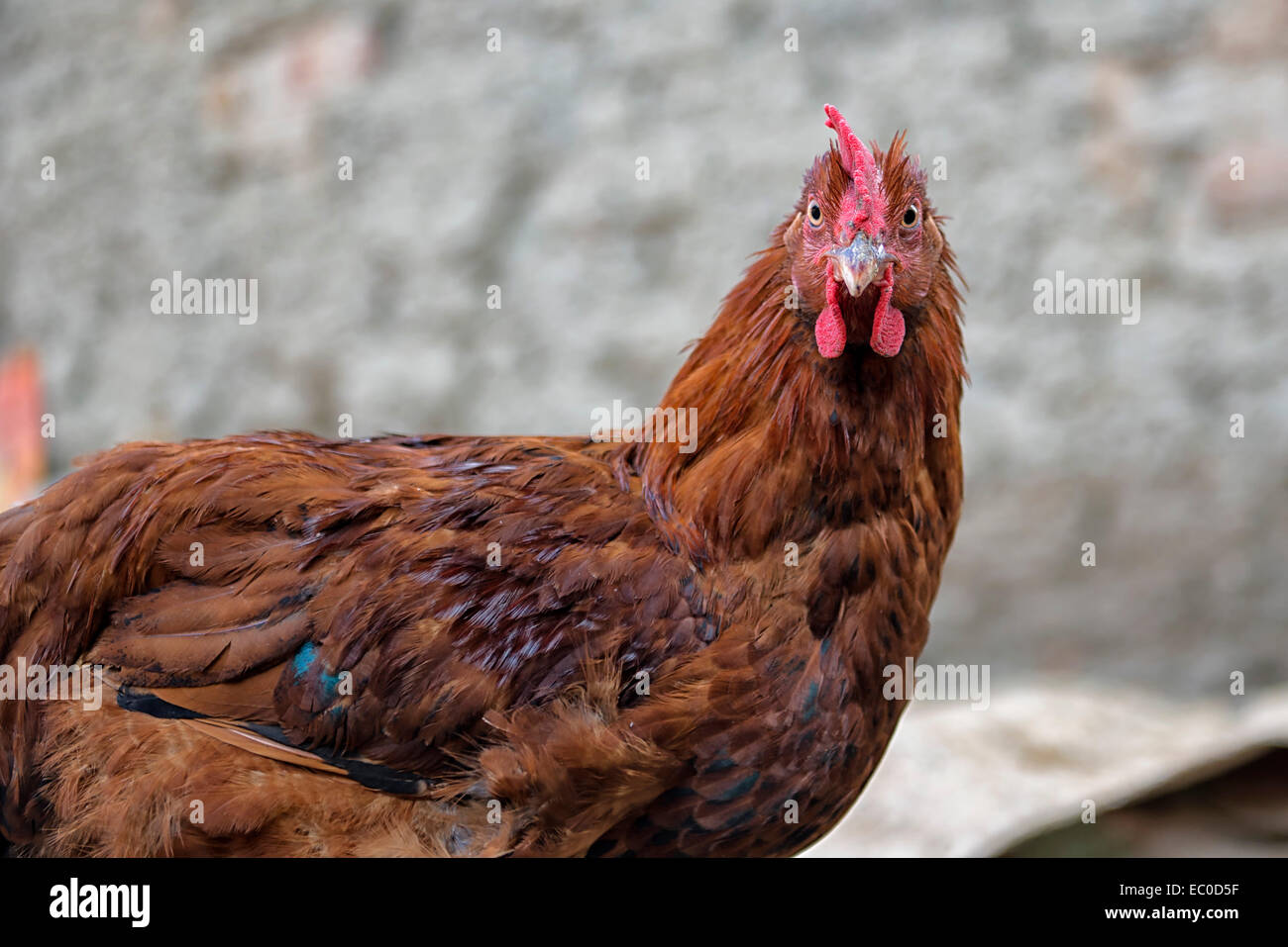 Chicken at Bhaktapur Durbar Square in Kathmandu Valley, Nepal Stock ...