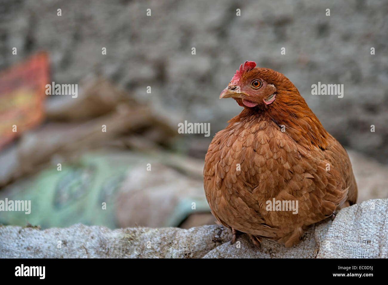 Chicken at Bhaktapur Durbar Square in Kathmandu Valley, Nepal Stock ...