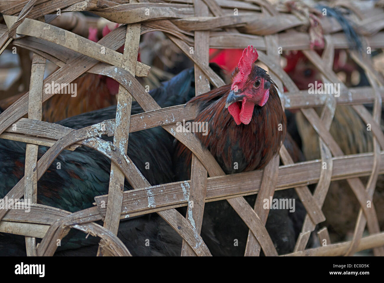 Caged Chicken at Bhaktapur Durbar Square in Kathmandu Valley, Nepal ...