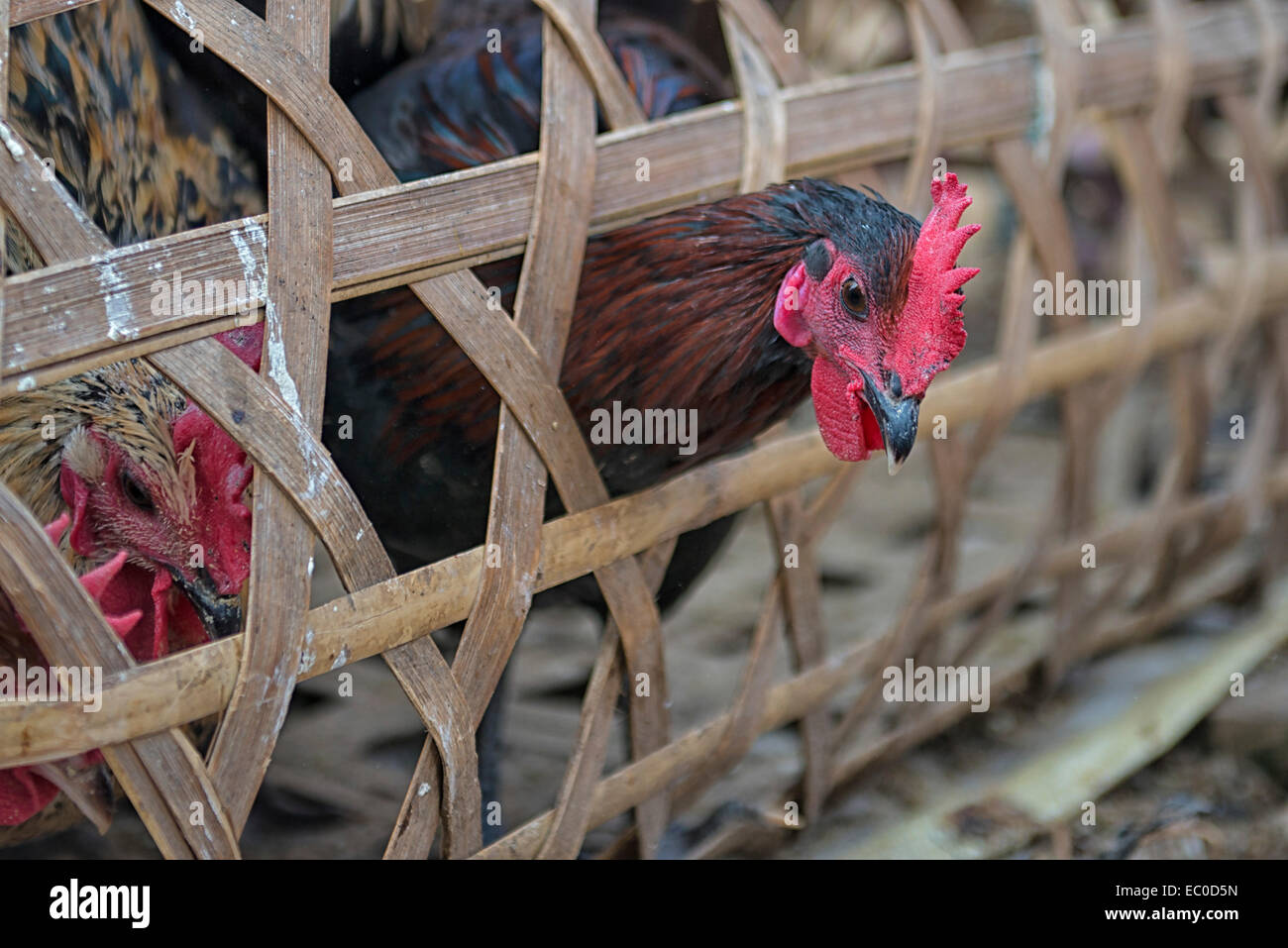 Caged Chicken at Bhaktapur Durbar Square in Kathmandu Valley, Nepal ...