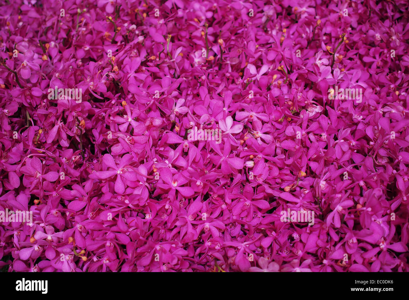 pile of beautiful orchid flower as background Stock Photo - Alamy