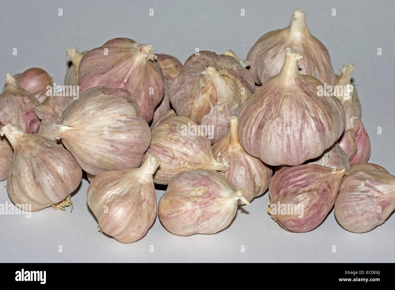 Cluster of freshly harvested bulbs of red Italian garlic, Allium ...