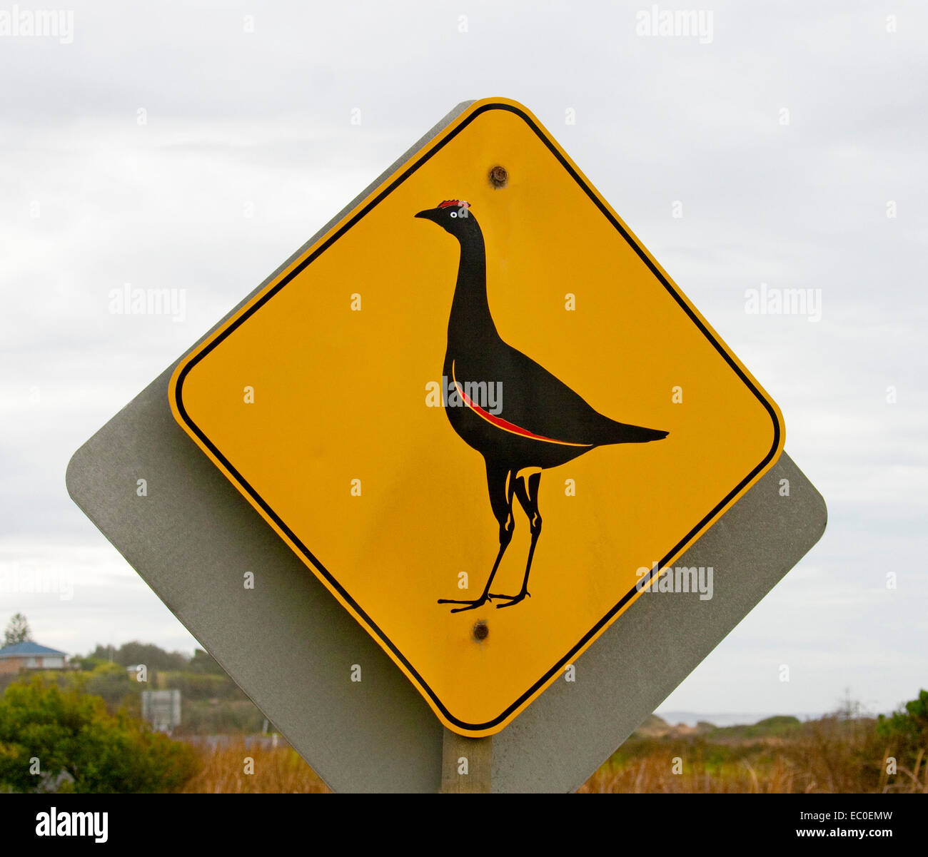 Hen crossing the road hi-res stock photography and images - Alamy