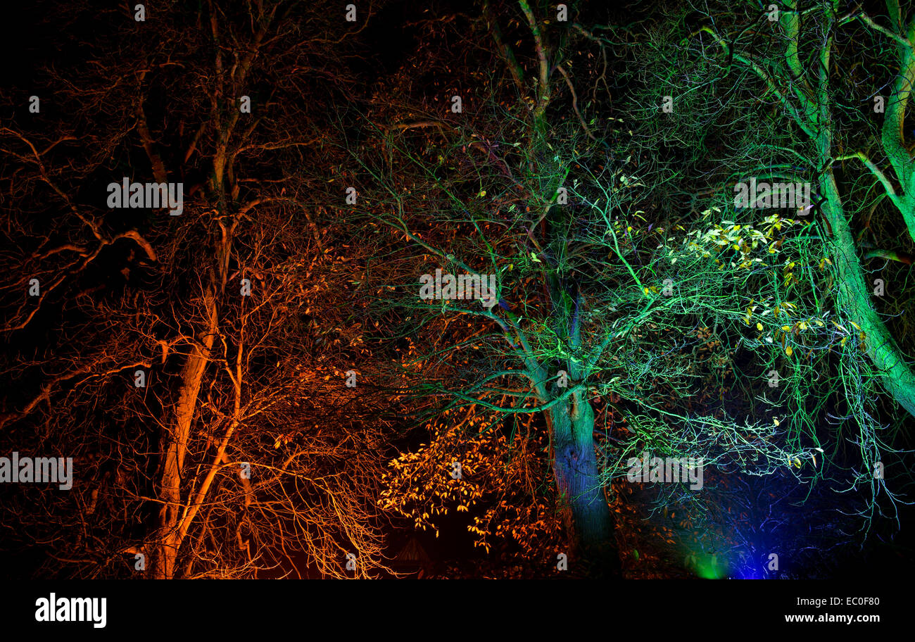 Enchanted Christmas. Colourful lit up trees at Westonbirt Arboretum ...