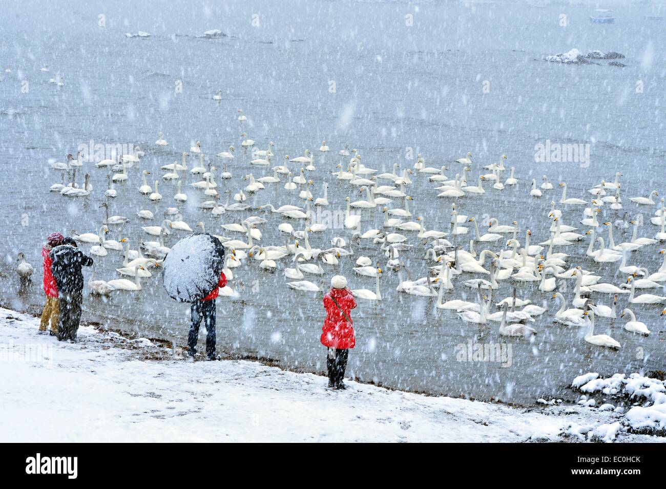 Rongcheng, China's Shandong Province. 5th Dec, 2014. Tourists view ...