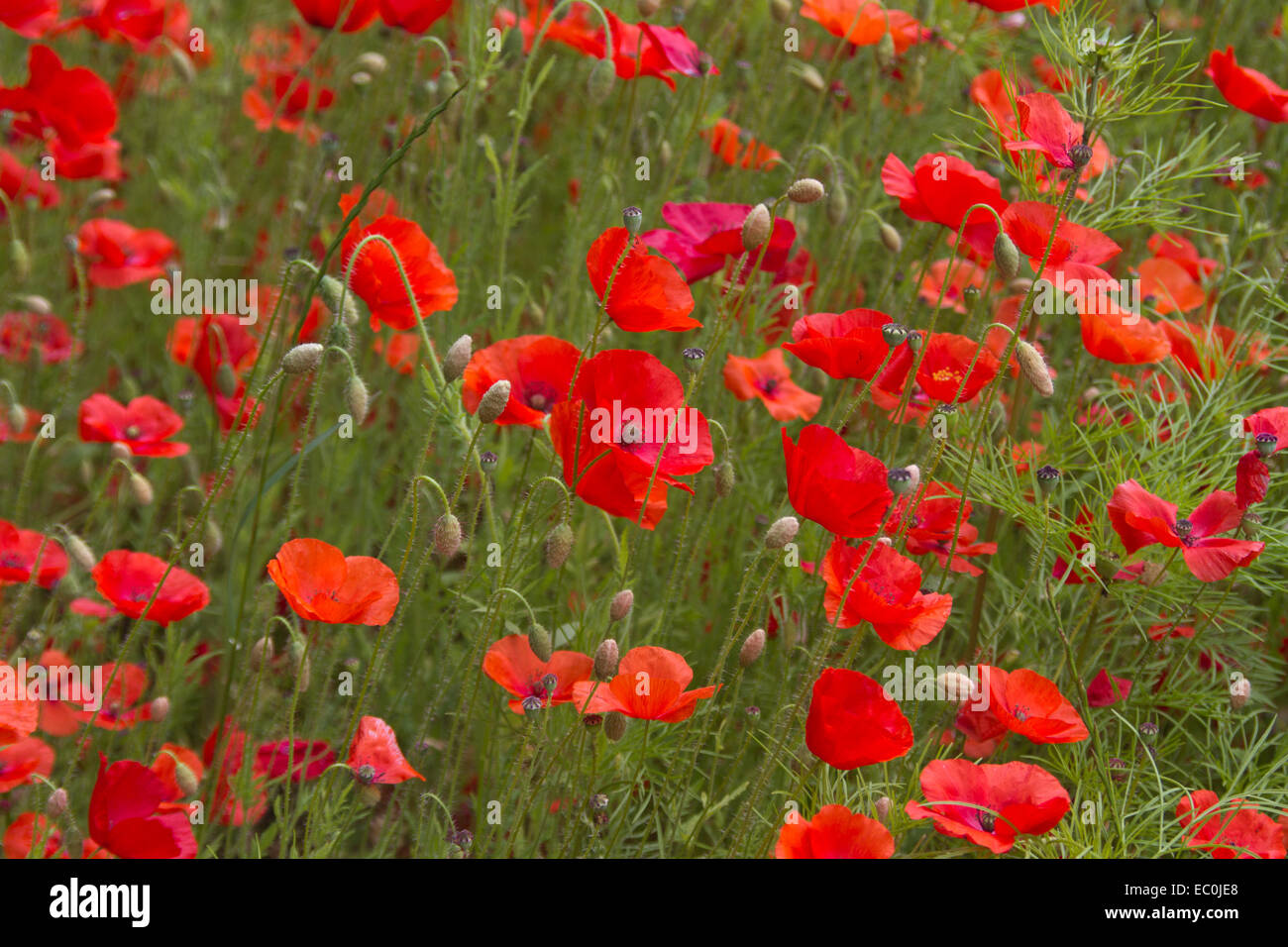 Remembrance poppy field Stock Photo - Alamy