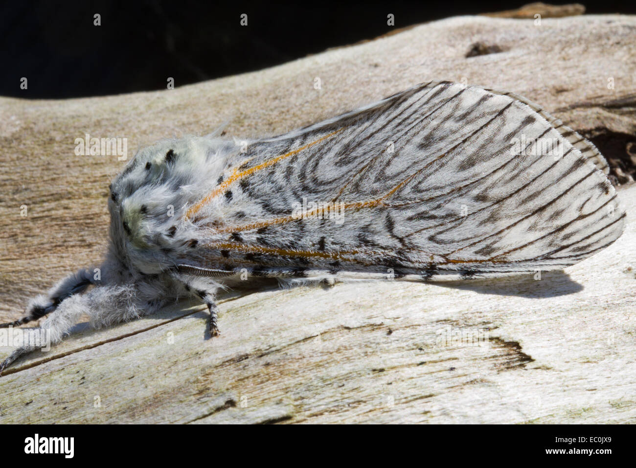 Puss moth hi-res stock photography and images - Alamy