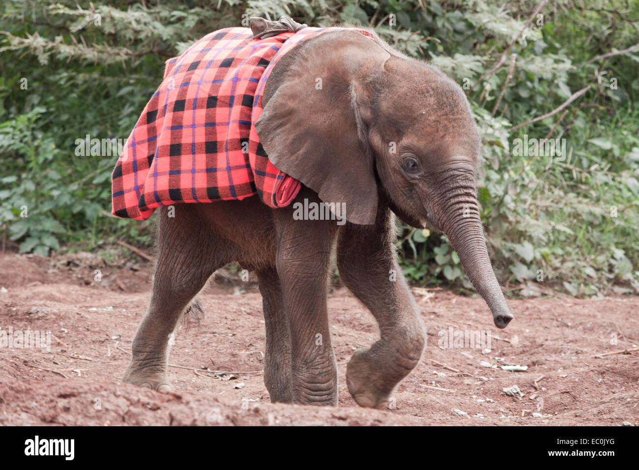 Elephant orphan called Ajabu at David Sheldrick Elephant Sanctuary ...