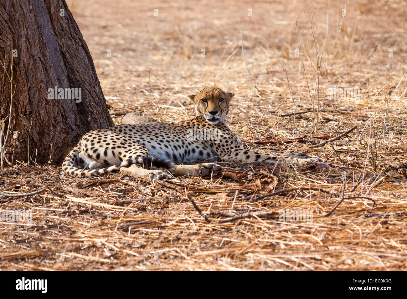 Cheetah resting under tree hi-res stock photography and images - Alamy