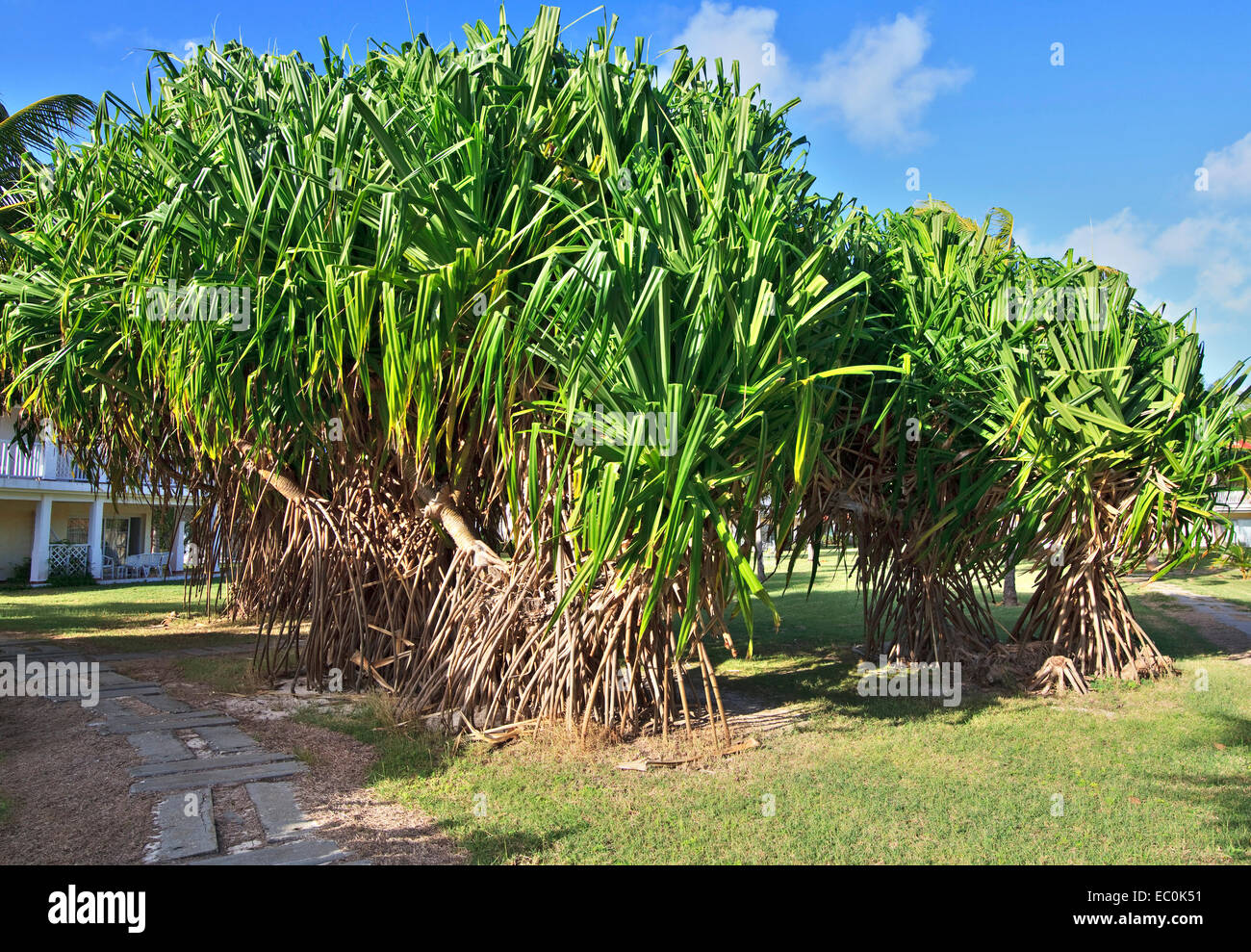 Pandanus flower hi-res stock photography and images - Alamy