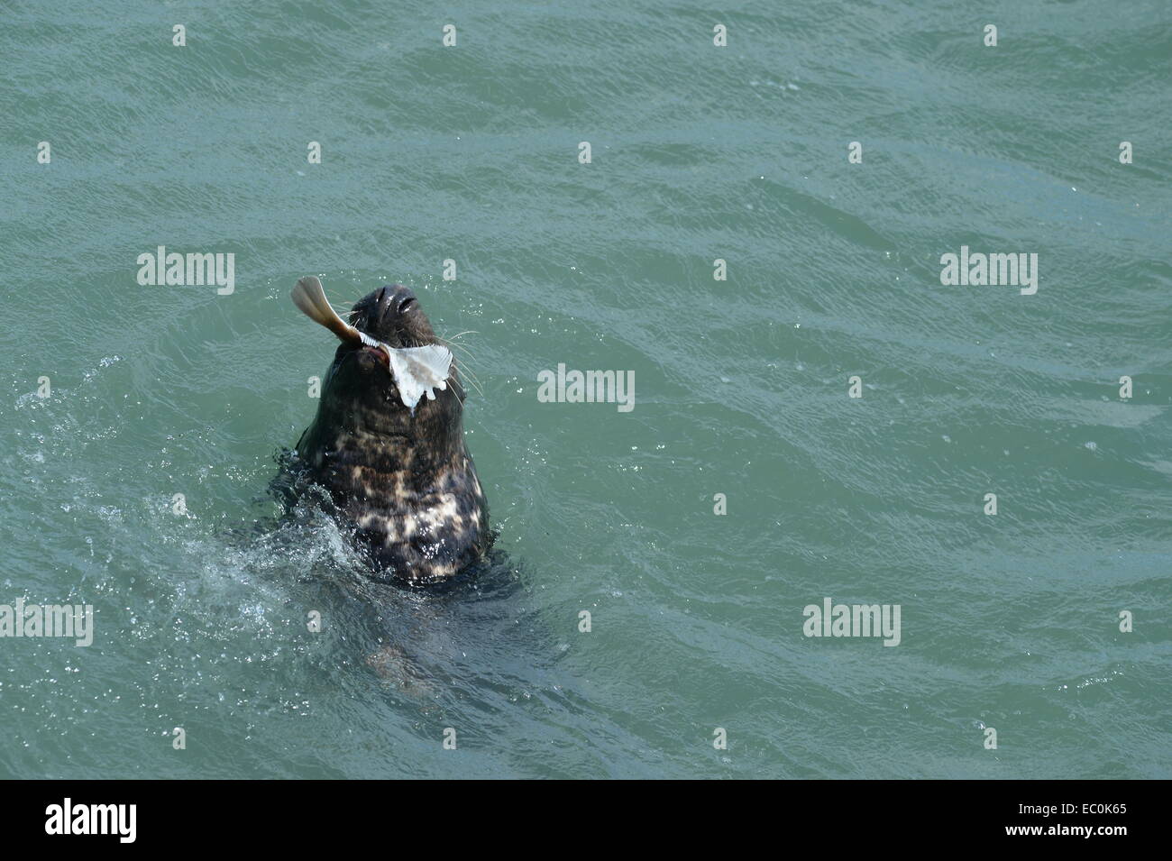 common seal using flippers to feed on fish while floating in the sea ...