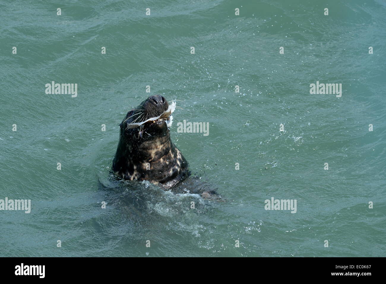 common seal using flippers to feed on fish while floating in the sea ...