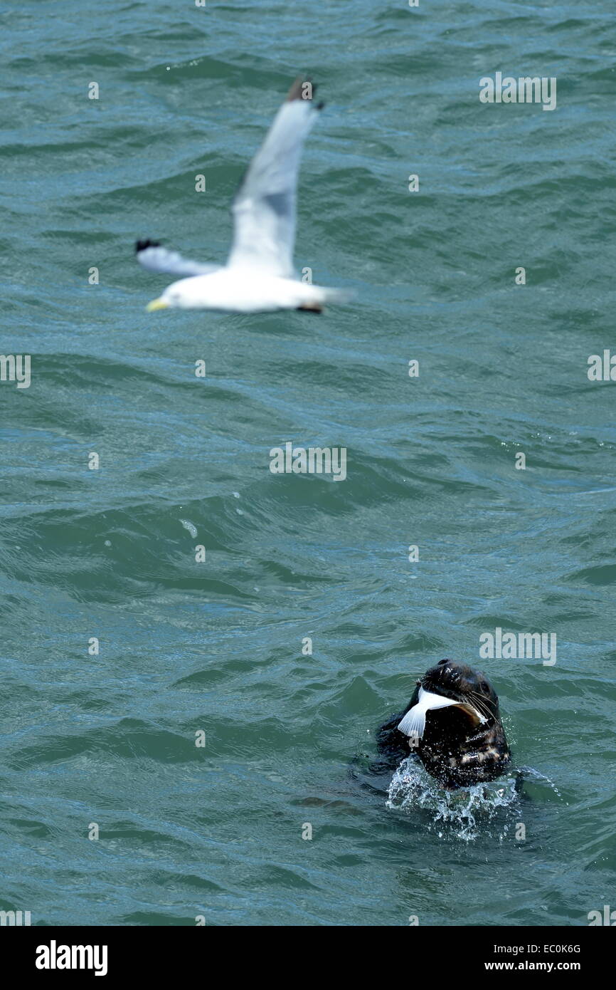 Common seal eating fish in hi-res stock photography and images - Alamy
