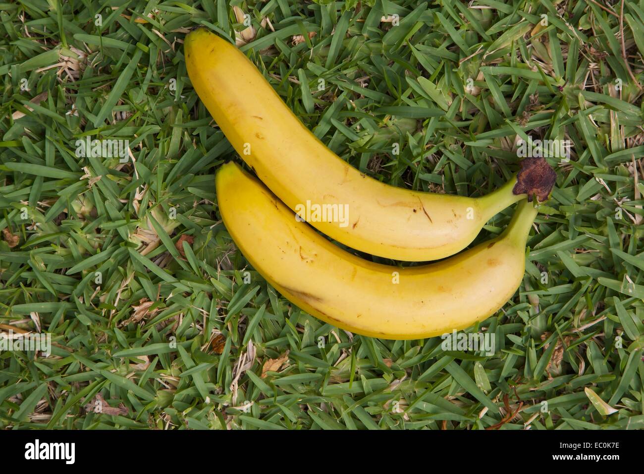 Two yellow bananas on the green grass. Top view.Background Stock Photo ...
