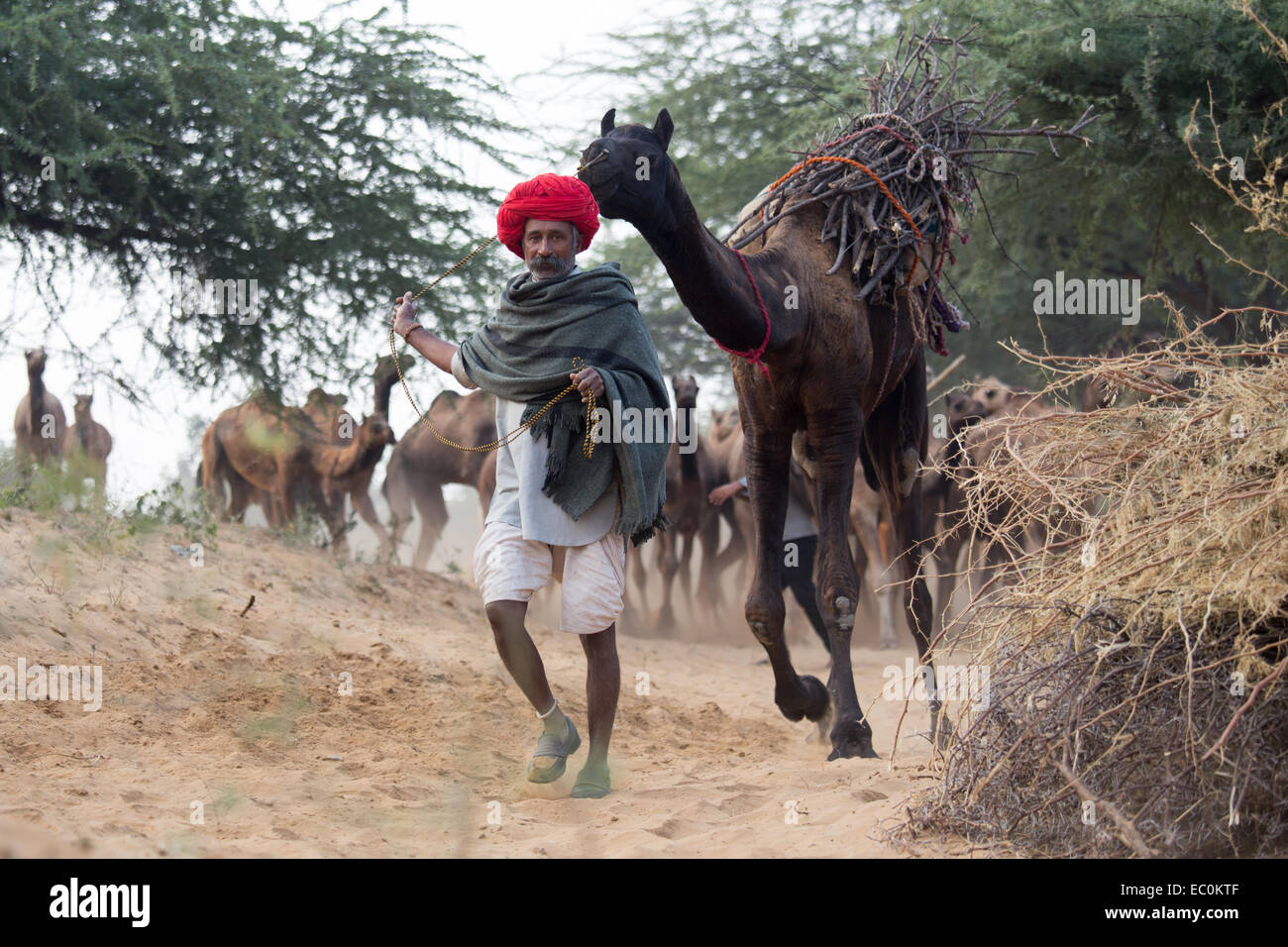 Pushkar Camel Mela, Pushkar, Rajasthan, India Stock Photo - Alamy