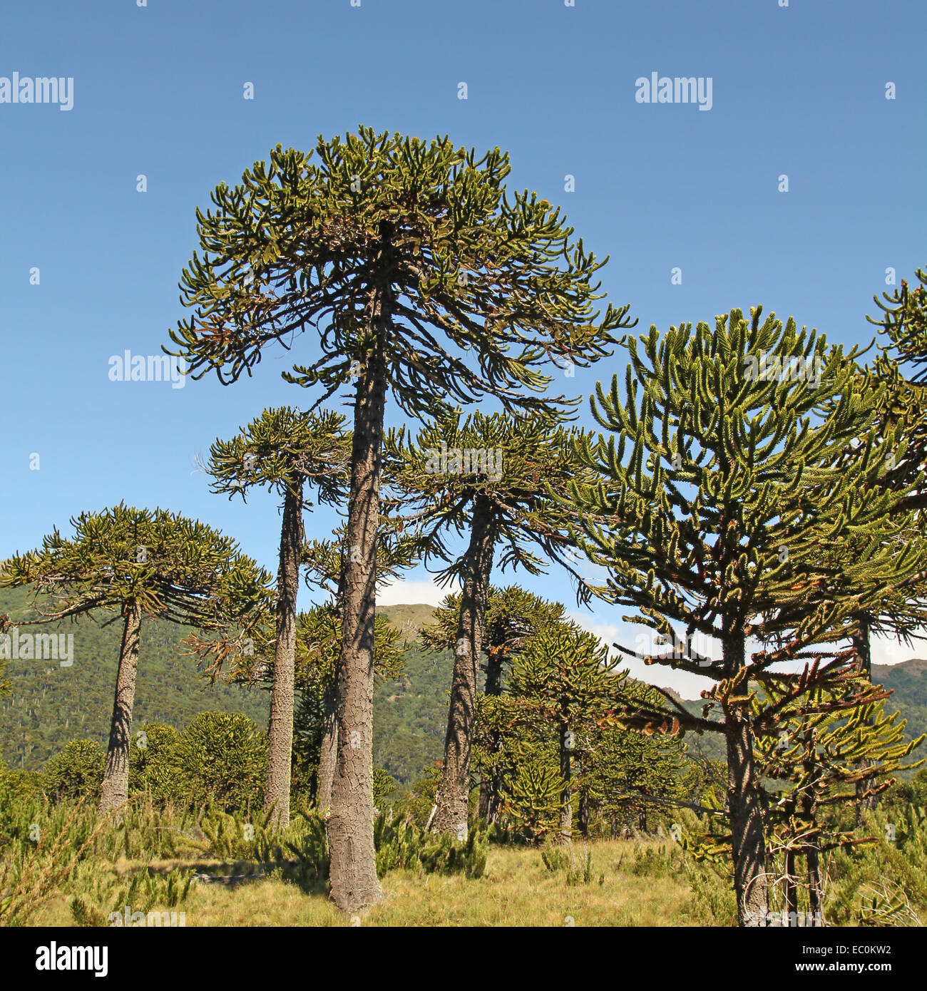 Araucaria (Araucaria araucana) trees in Bio bio Park (Chile Stock Photo ...