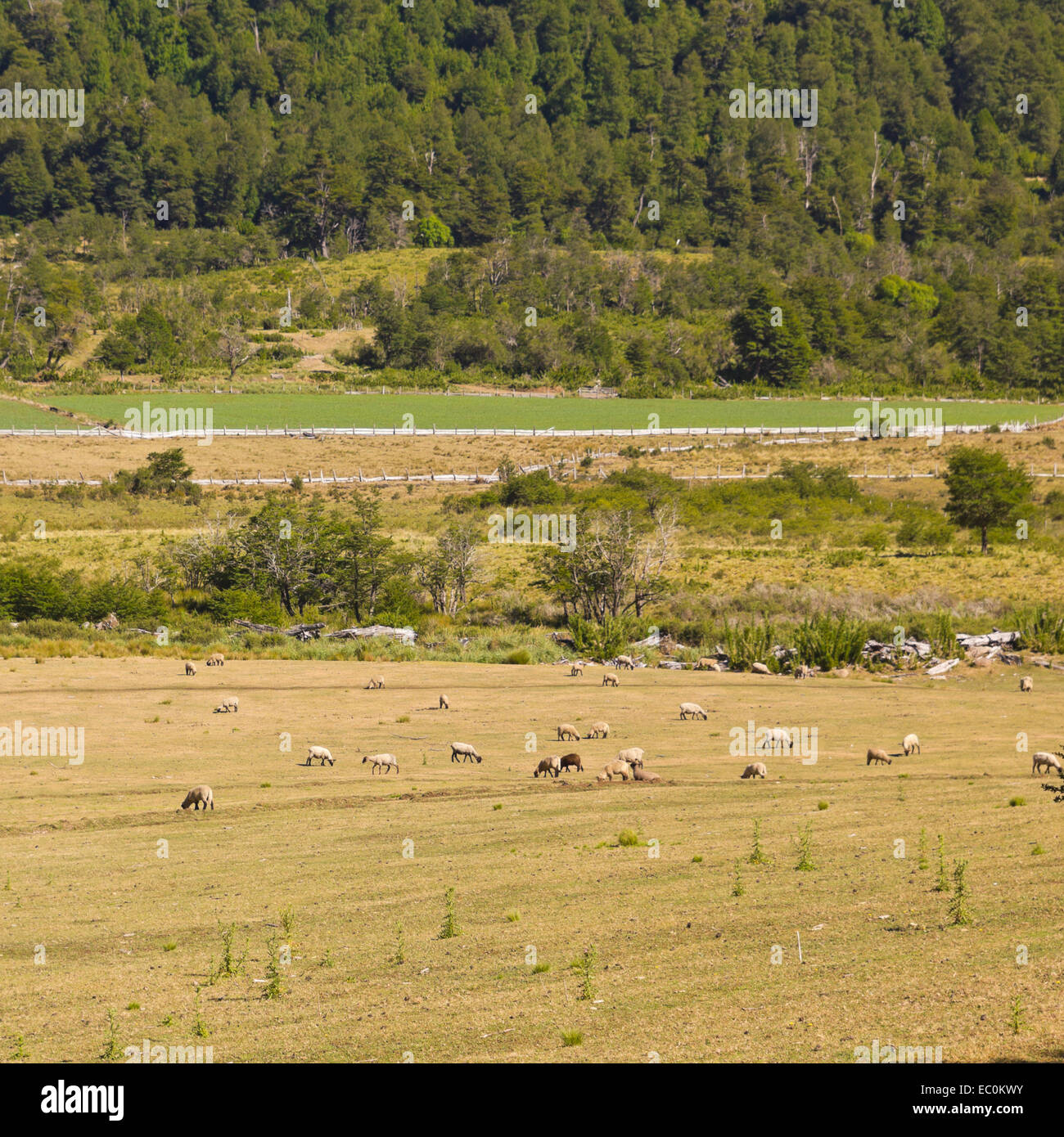 Sheep grazing in the fields of southern Chile (Araucania Andean Stock ...
