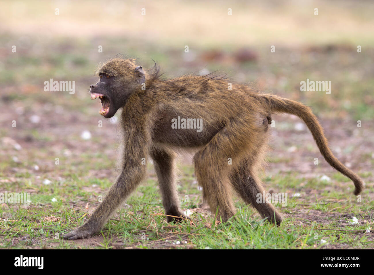Baboon teeth hi-res stock photography and images - Alamy