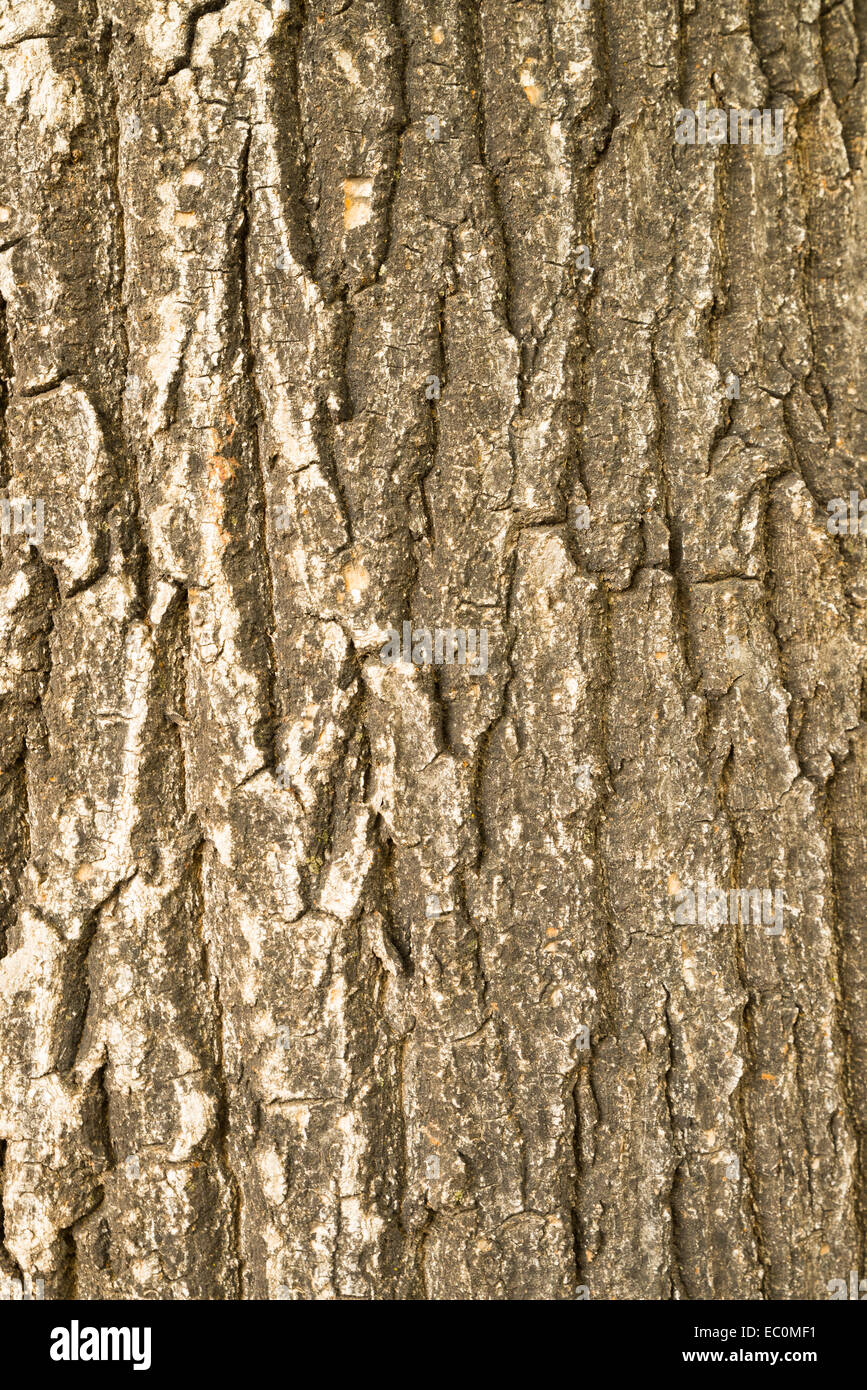 Closeup take tree bark hi-res stock photography and images - Alamy