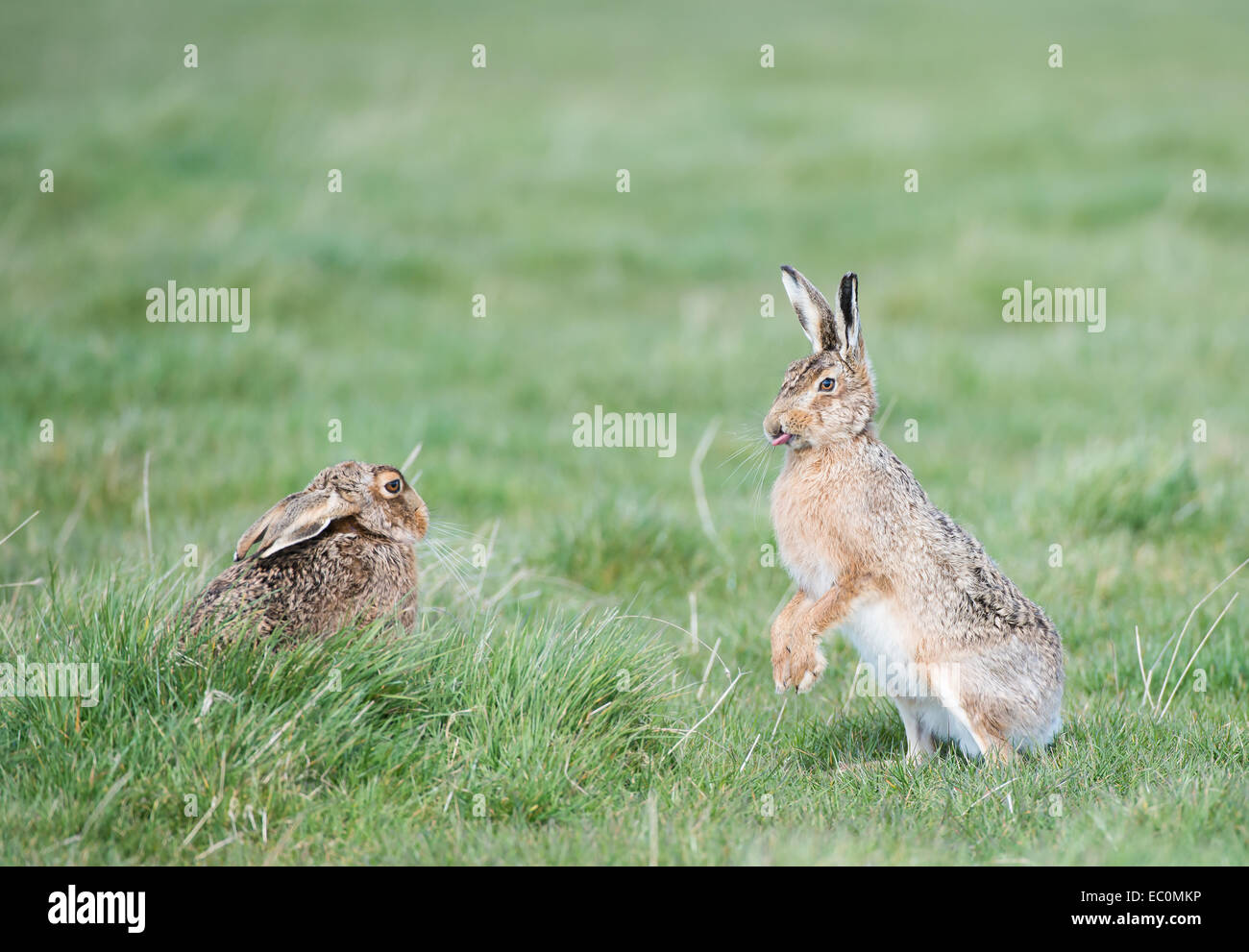 Brown Hares (Lepus europaeus), adult male and female 'boxing' during ...
