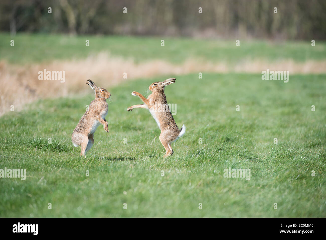 Brown Hares (Lepus europaeus), adult male and female 'boxing' during ...