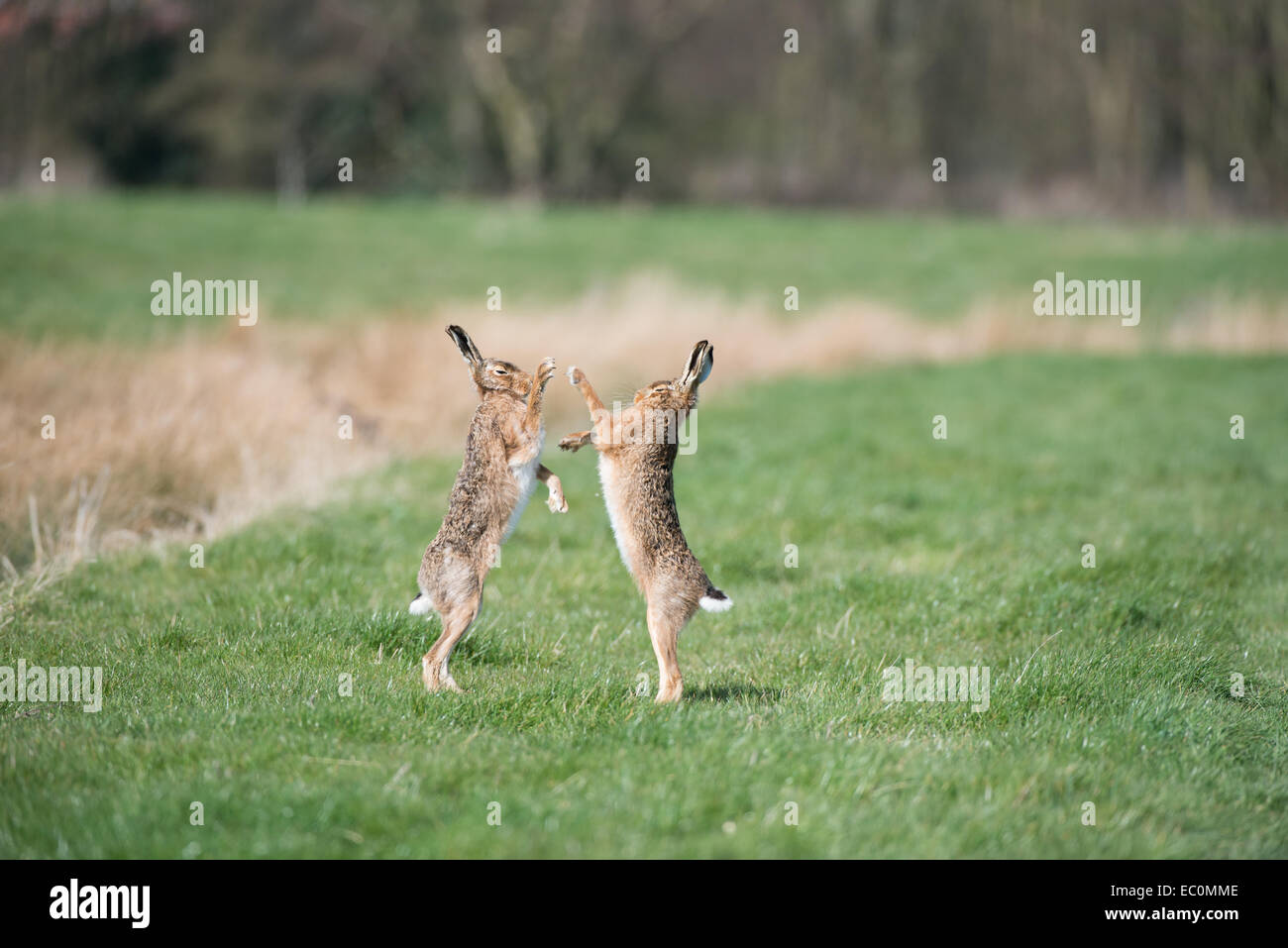 Brown Hares (Lepus europaeus), adult male and female 'boxing' during ...