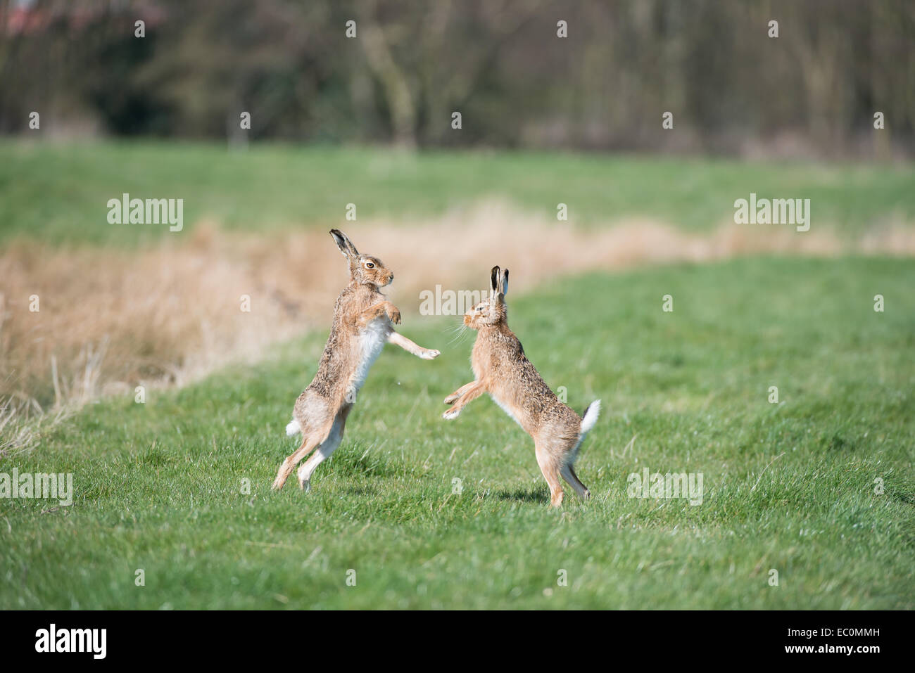 Brown Hares (Lepus europaeus), adult male and female 'boxing' during ...