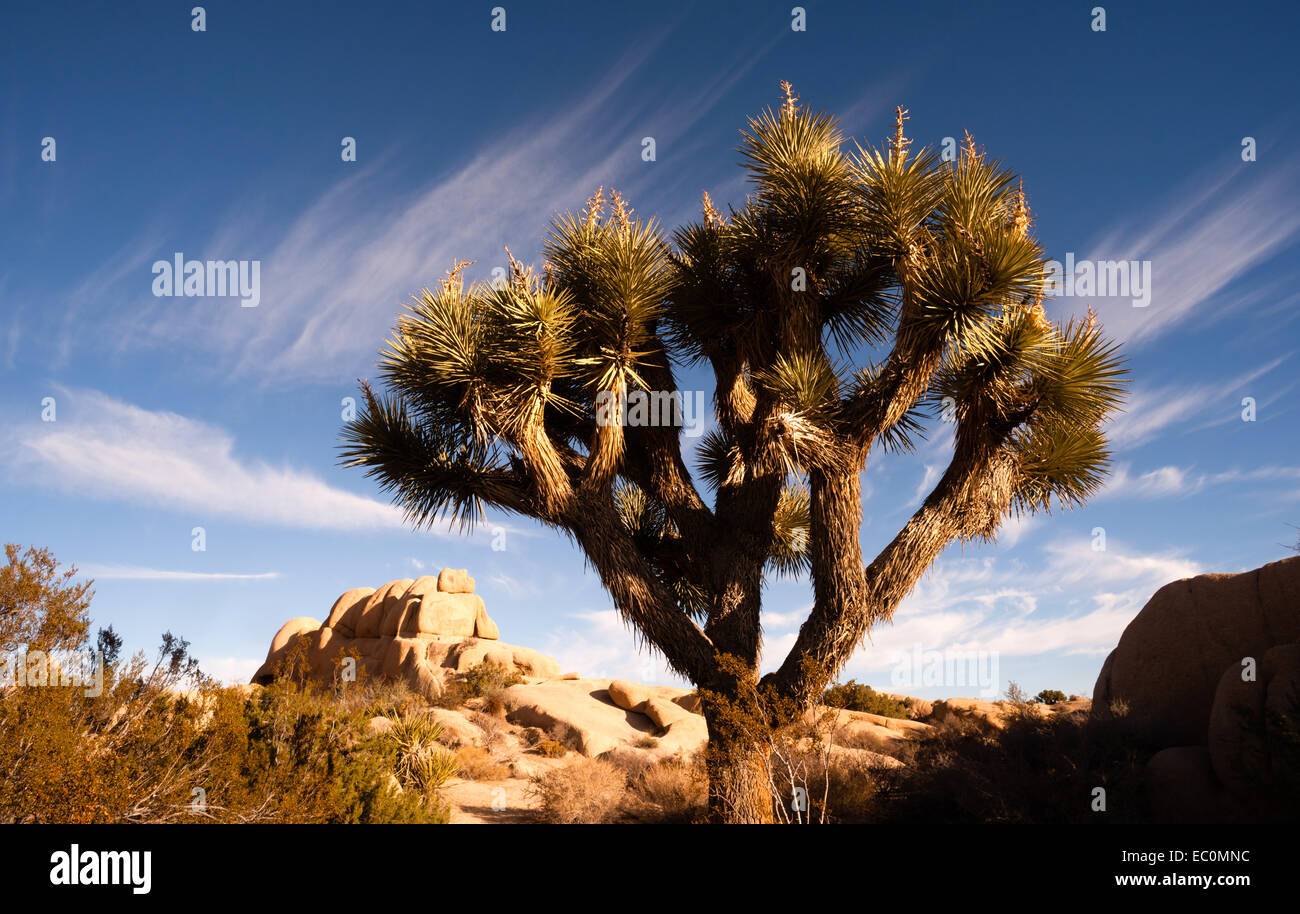 Joshua Tree Sunrise Cloud Landscape California National Park Stock ...