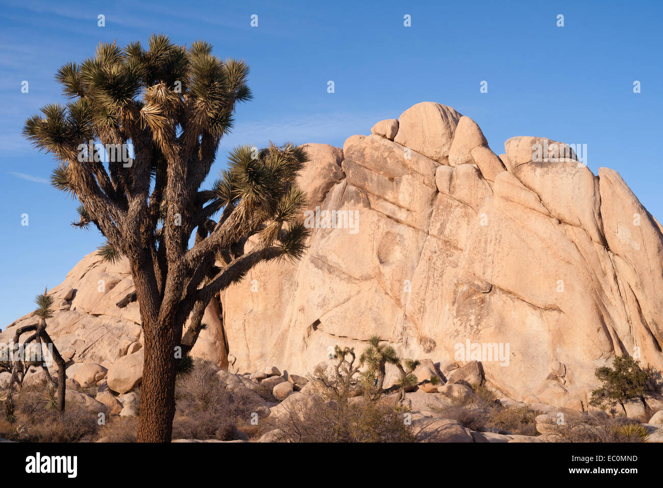 Joshu tree hi-res stock photography and images - Alamy