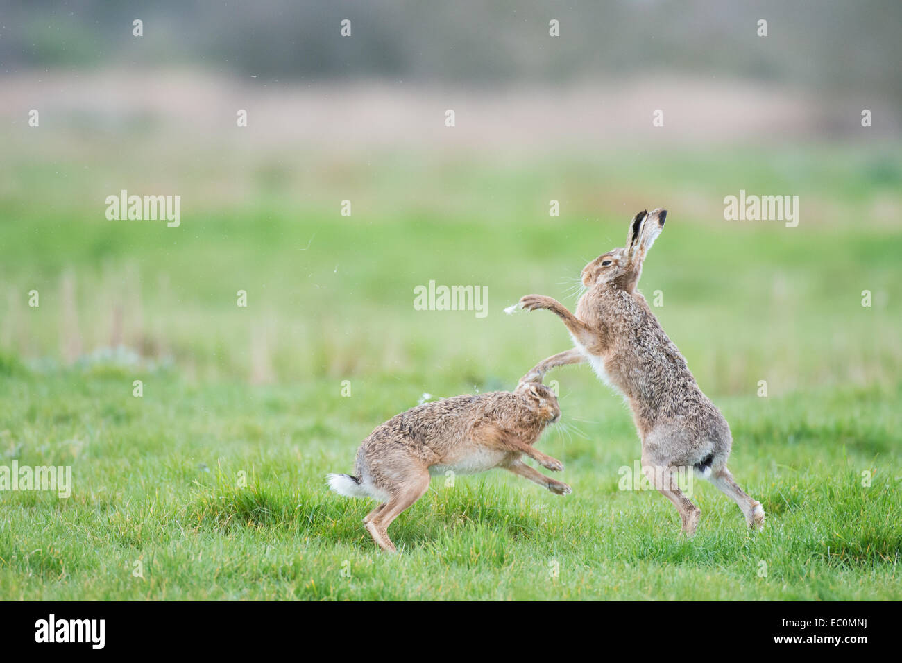 Boxing hares hi-res stock photography and images - Alamy