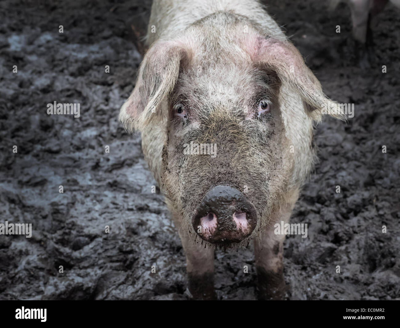 Natural pig farming hi-res stock photography and images - Alamy