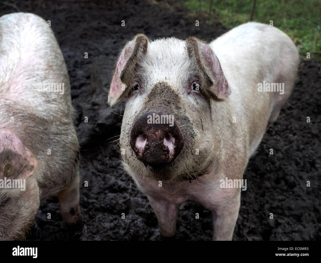 Pig on a farm running outdoors in the dirt Stock Photo - Alamy