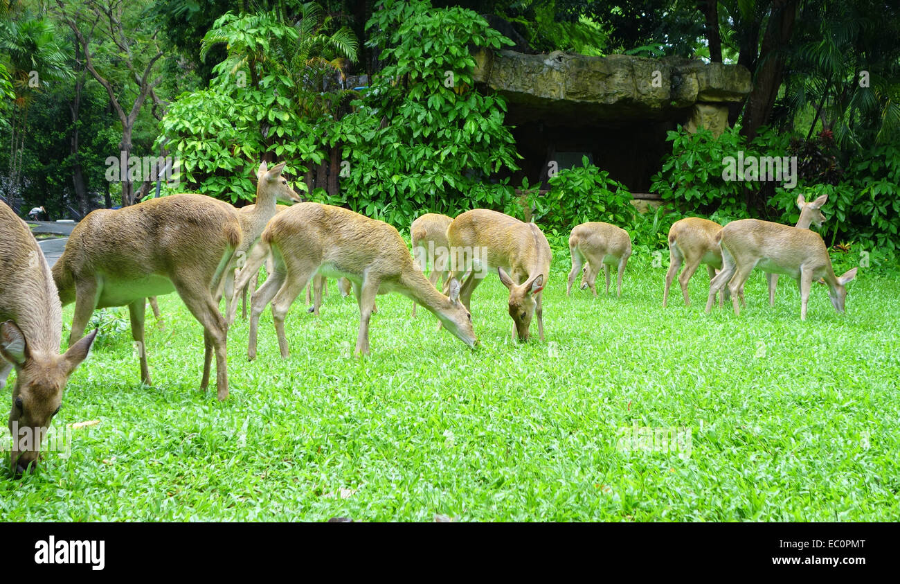 In zoo field hi-res stock photography and images - Alamy