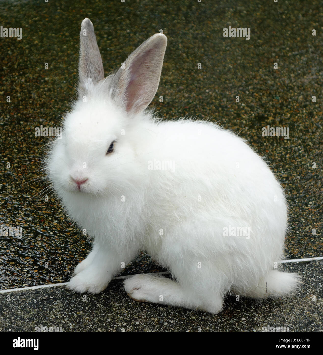 white rabbit on an asphalt Stock Photo - Alamy