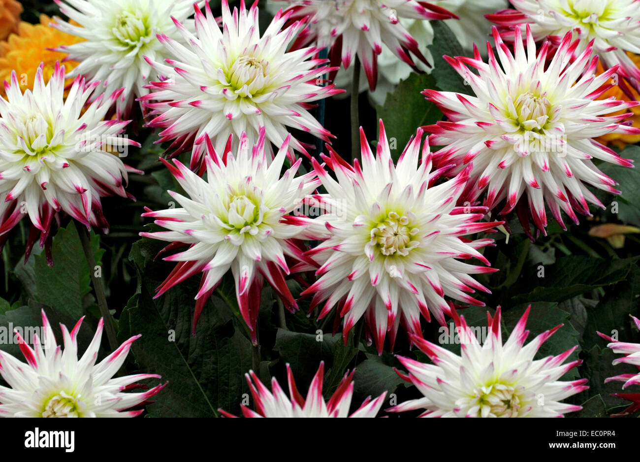 Close up of the exotic Dahlia 'Dutch Explosion' in a flower border ...