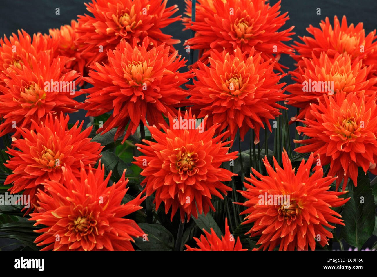 Dahlia vulcan hi-res stock photography and images - Alamy