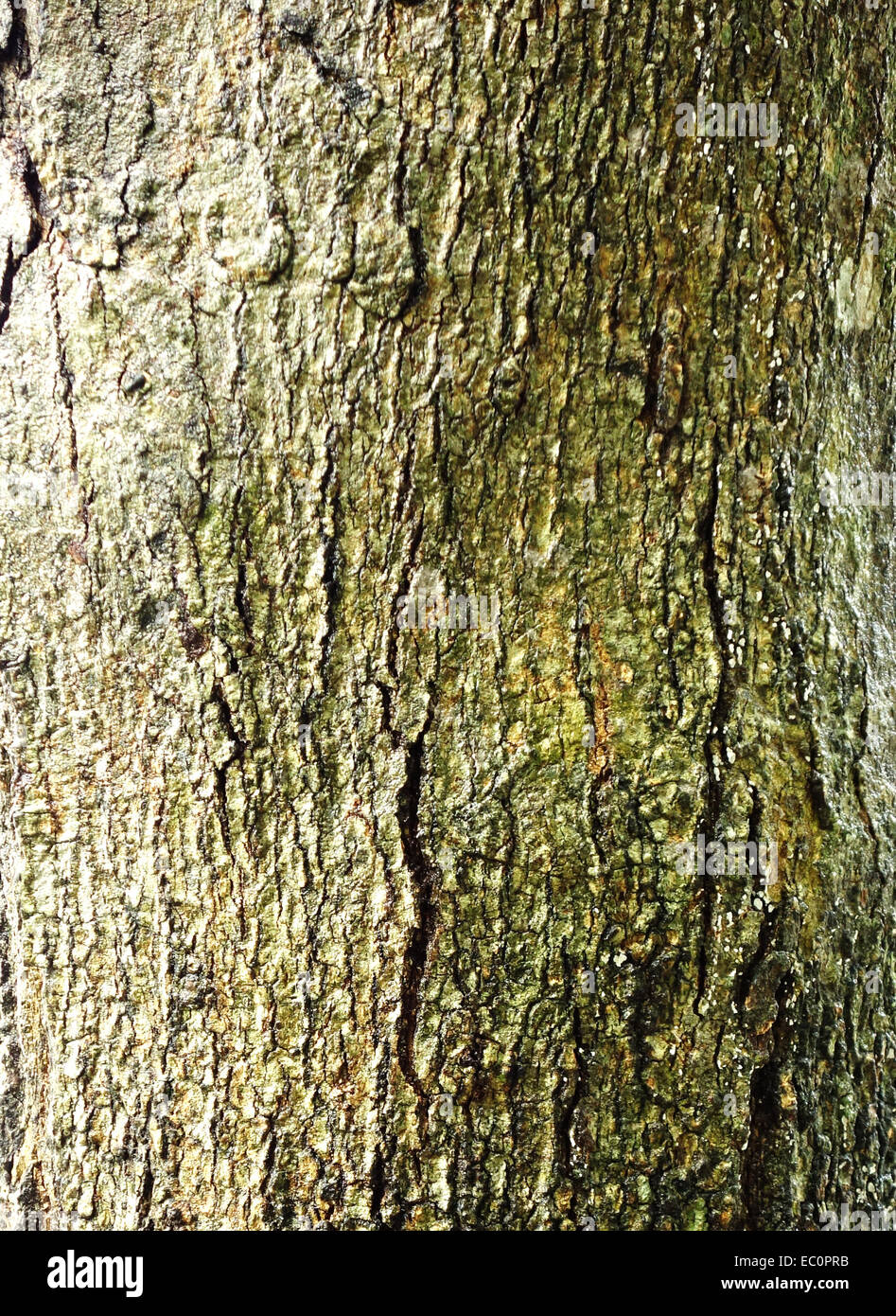 Grey striped bark hi-res stock photography and images - Alamy