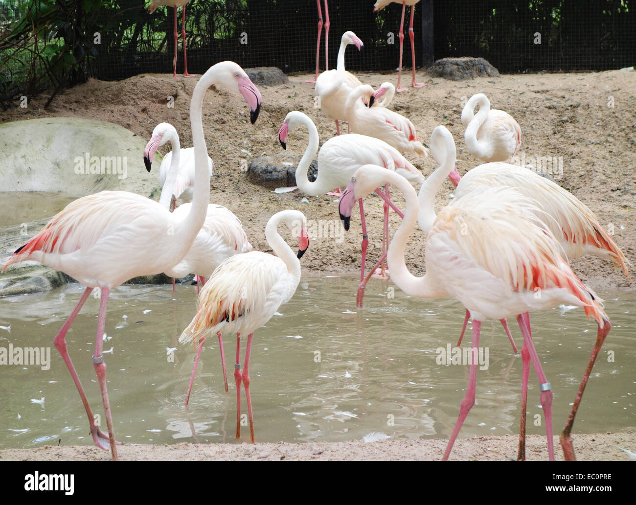 pink flamingos in the Zoo Stock Photo - Alamy