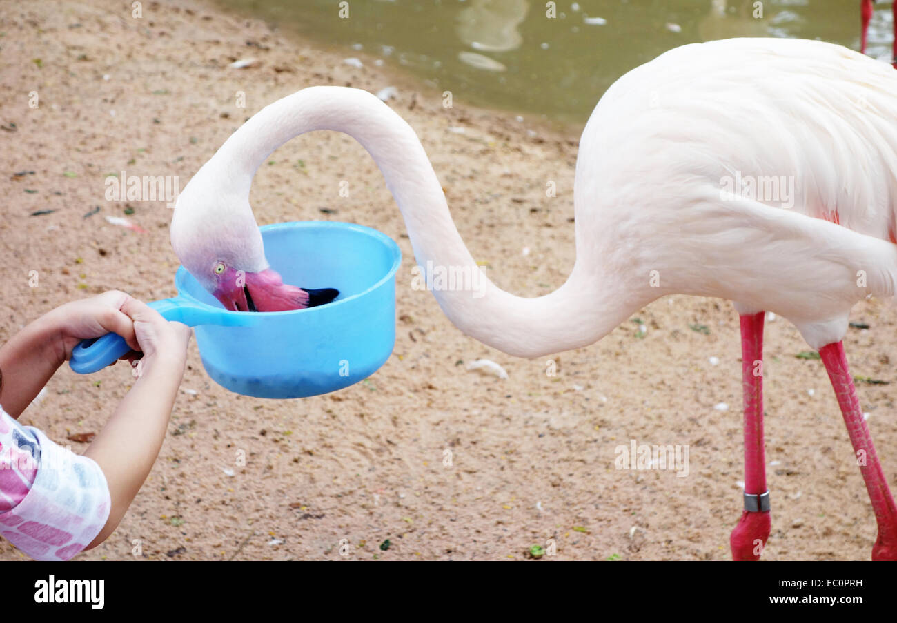 hand feeding flamingo in the Zoo Stock Photo - Alamy