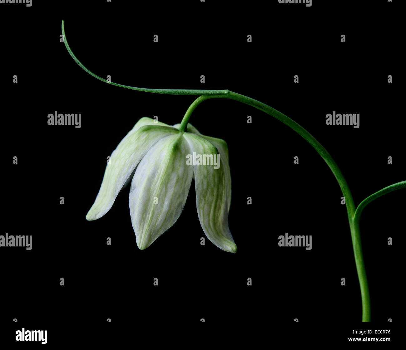 White fritillary flower against a black background Stock Photo - Alamy