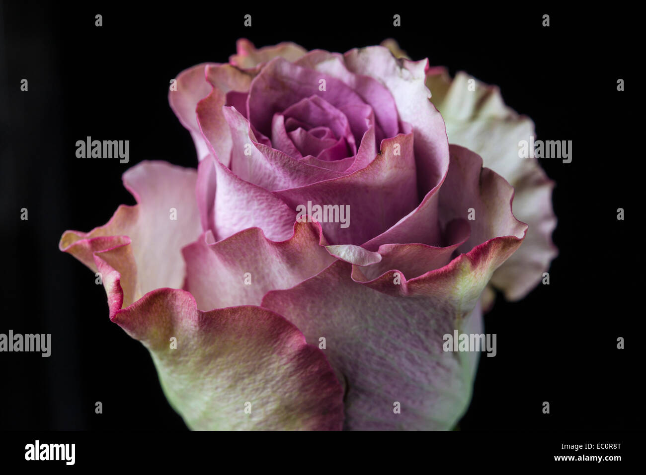 Frilly roses hi-res stock photography and images - Alamy