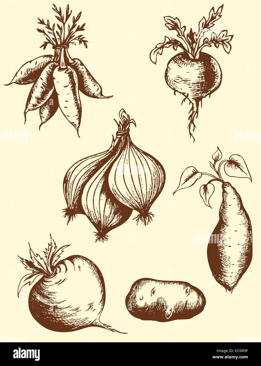 Set of vintage hand drawn roots Stock Photo - Alamy