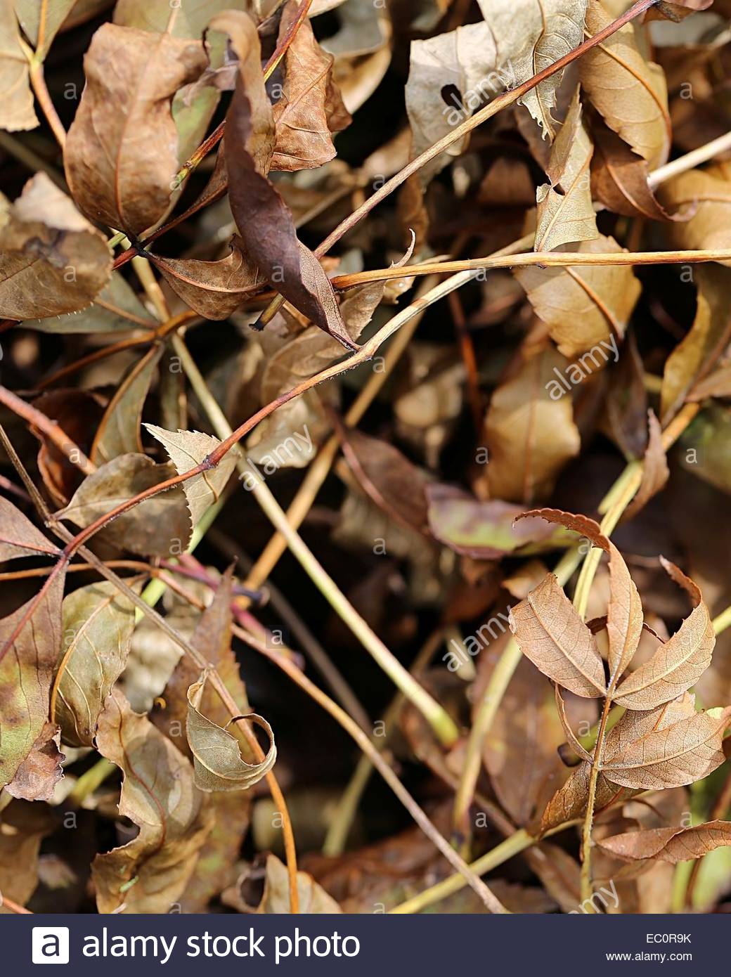 EUROPEAN ASH LEAVES in early fall, in South West France Stock Photo - Alamy