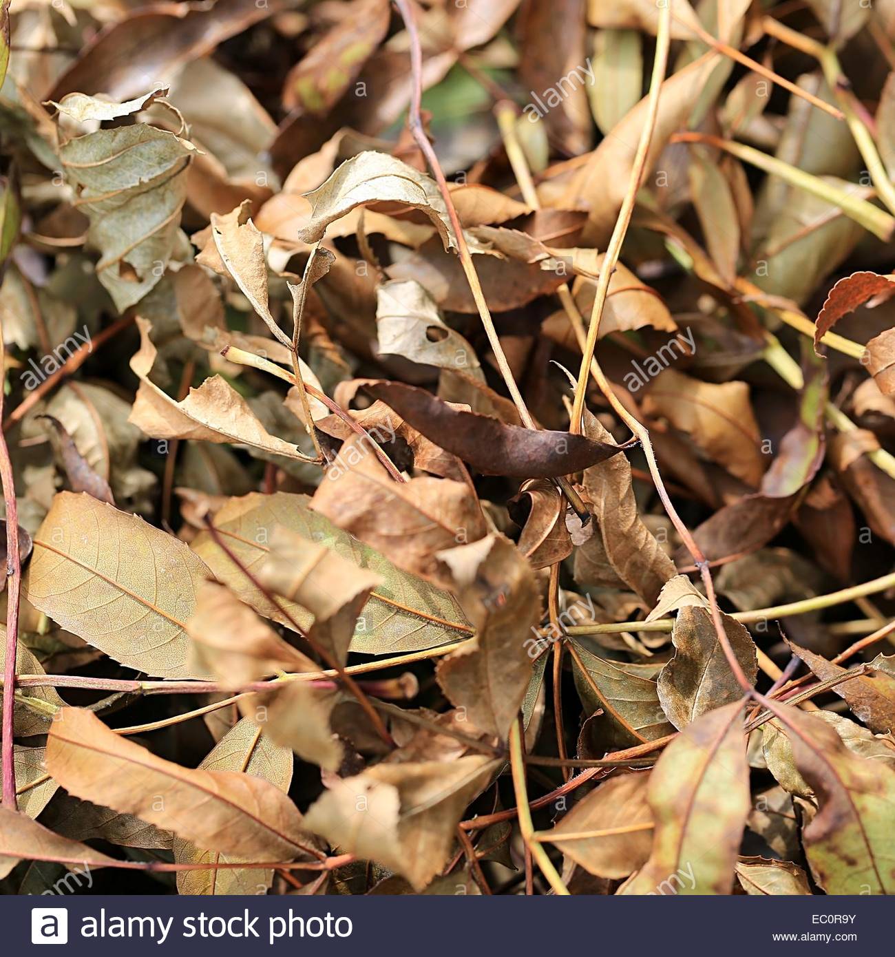 EUROPEAN ASH LEAVES in early fall, in South West France Stock Photo - Alamy