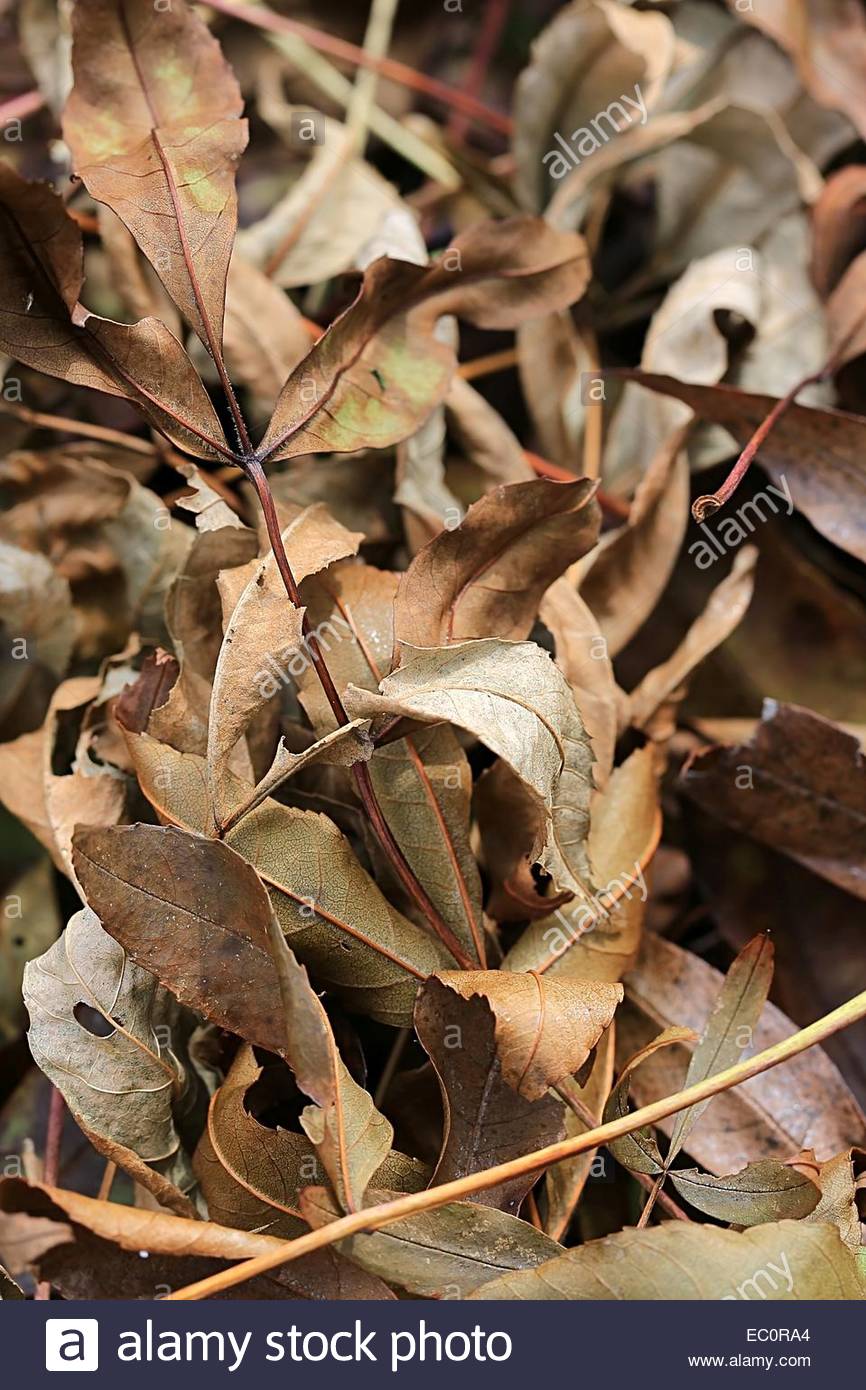 EUROPEAN ASH LEAVES in early fall, in South West France Stock Photo - Alamy