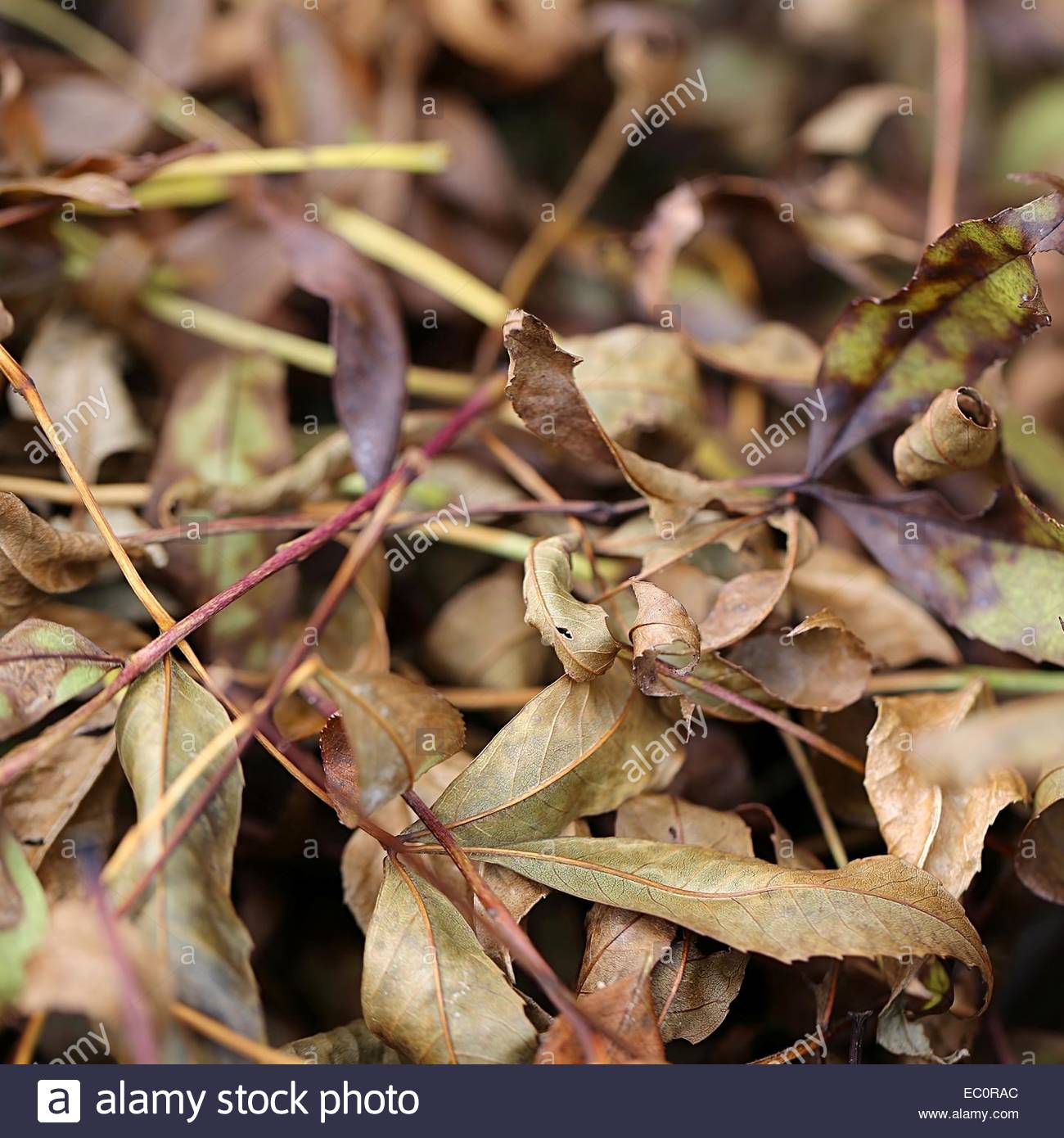 Common ash tree with autumn leaves hi-res stock photography and images ...