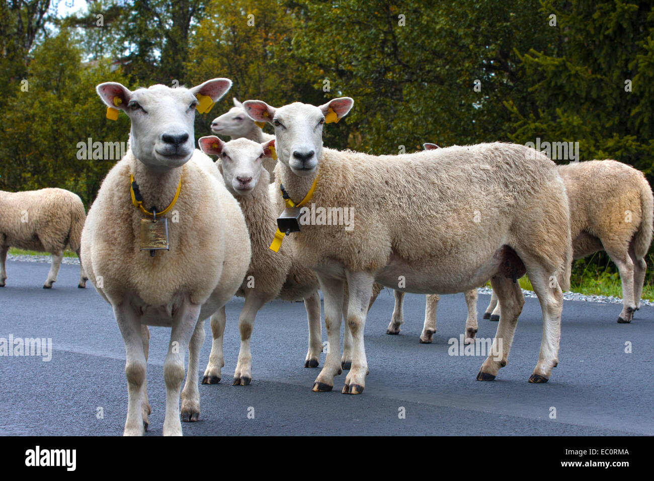 Ewe bell hi-res stock photography and images - Alamy